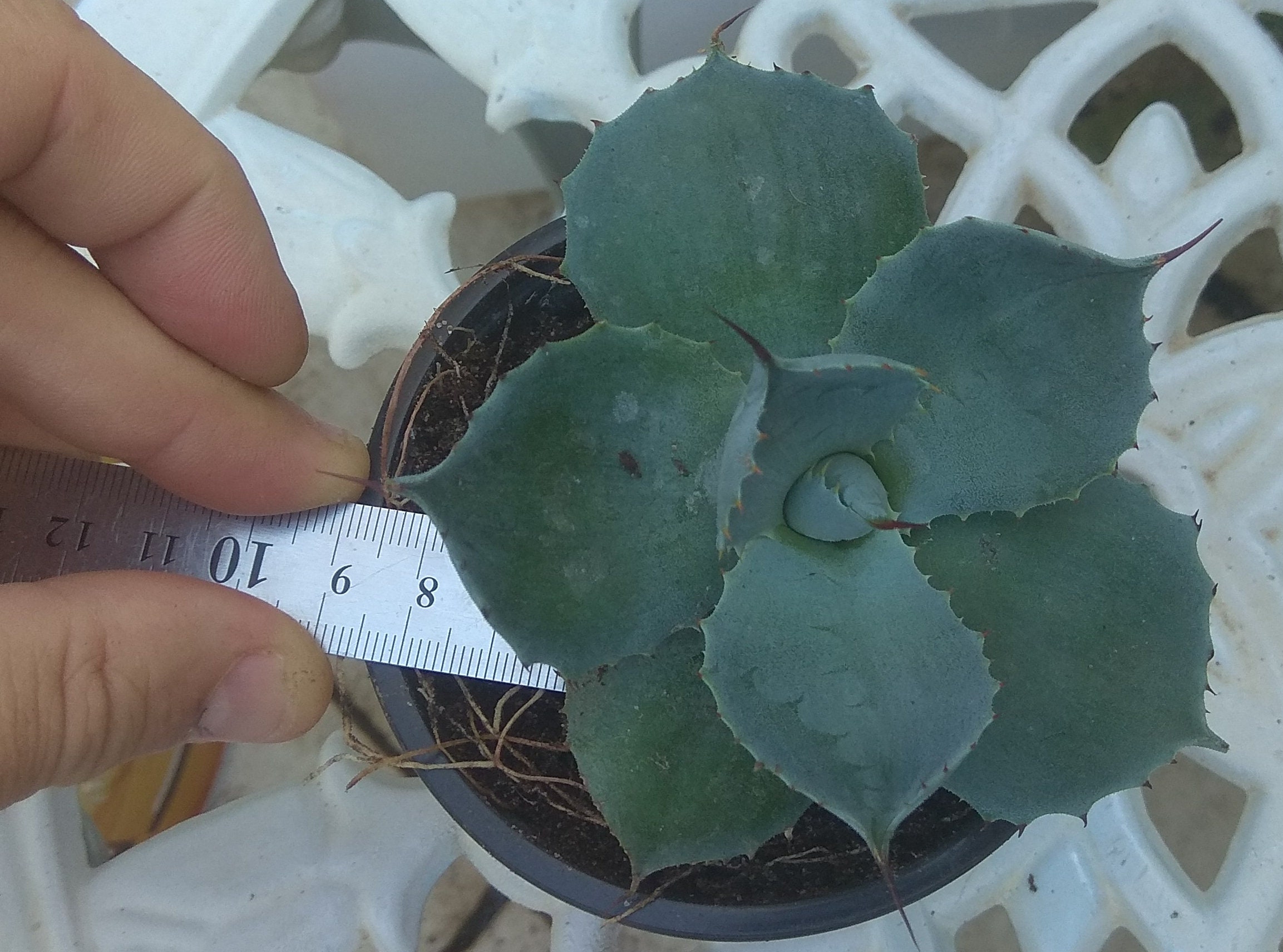 Agave Potatum Live Rare Plant - Etsy Canada