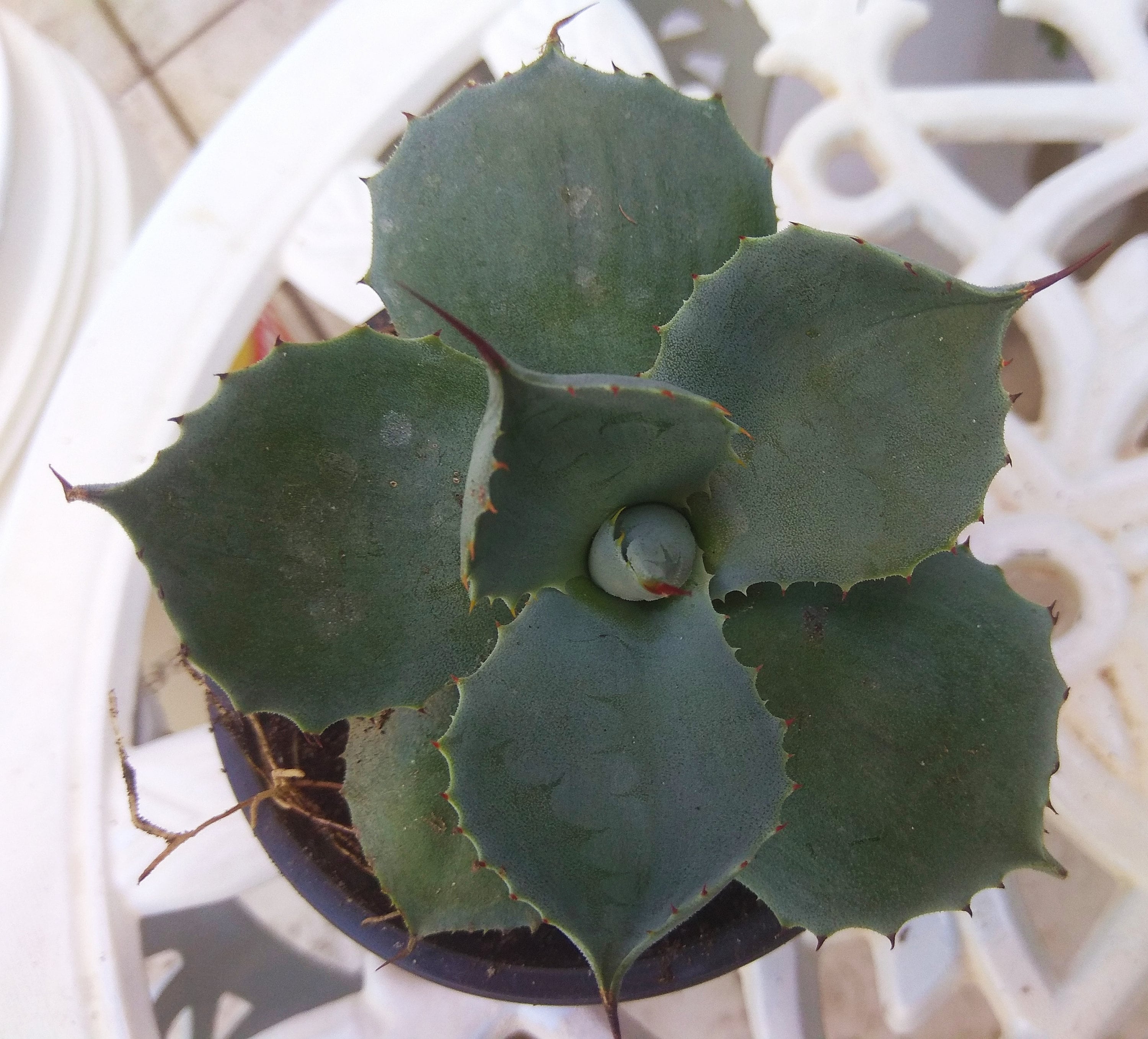 Agave Potatum Live Rare Plant - Etsy Canada