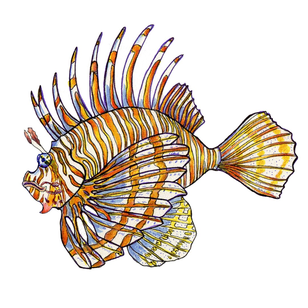 Lionfish / Beautiful Wall Art / Wall Decor - Etsy