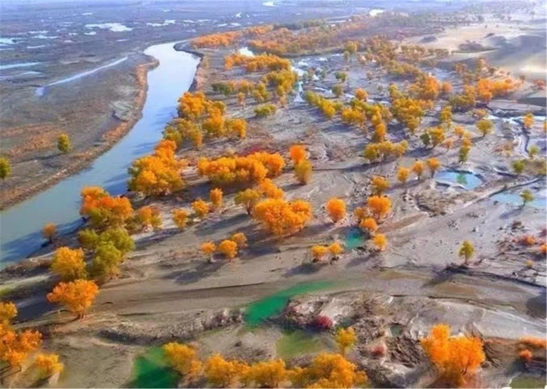Tarim Basin Desert Populus Forest Lake Natural Scenery Lake | Etsy