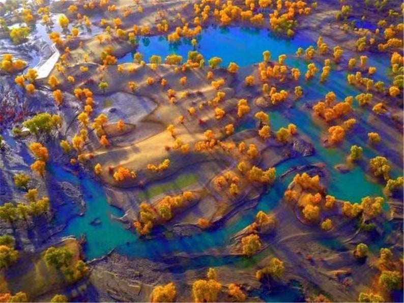 Tarim Basin Desert Populus Forest Lake Natural Scenery Lake | Etsy