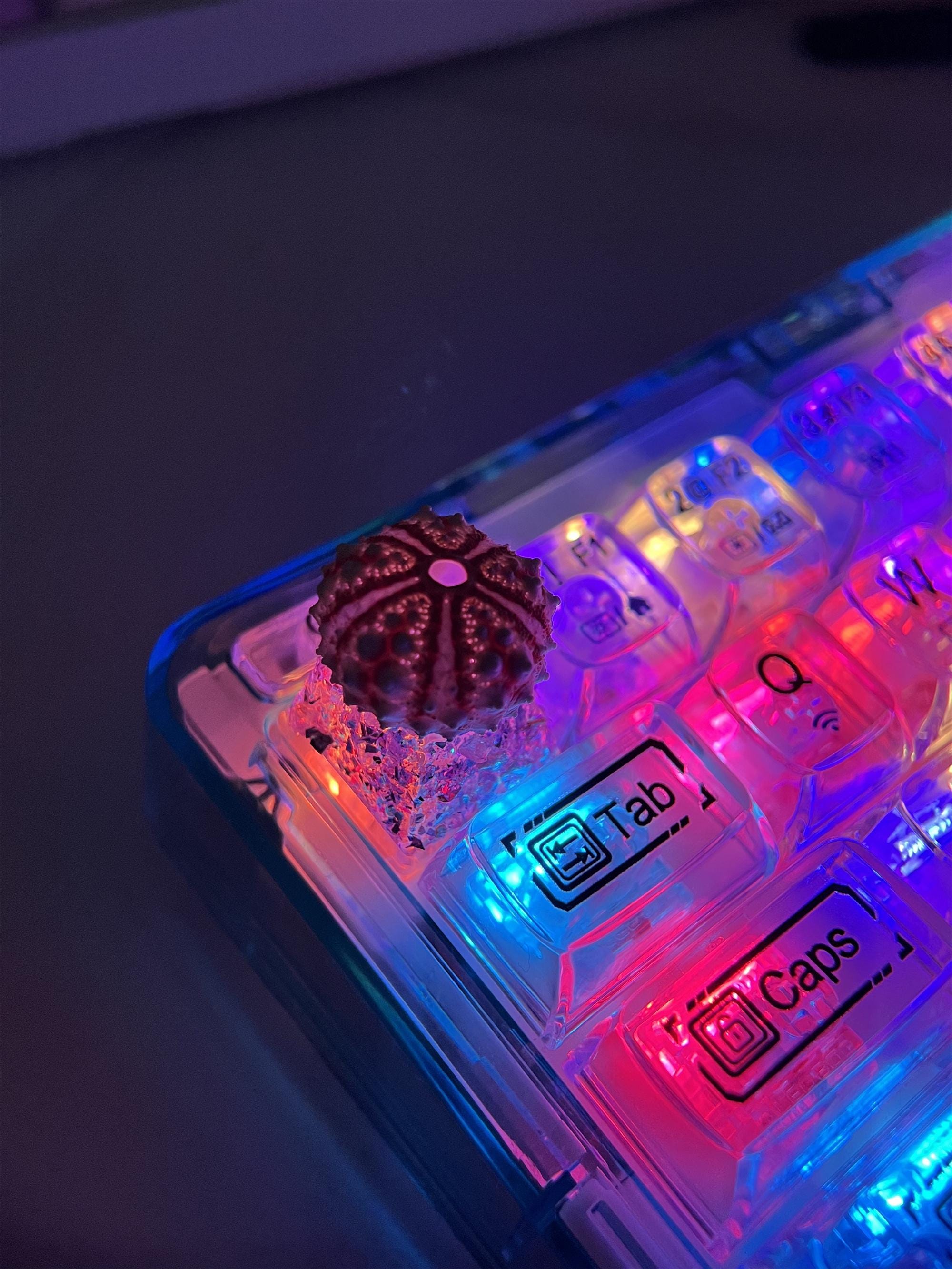 Handmade Sea Urchin ESC Keycap: MX Cherry, Natural Seashell - Etsy