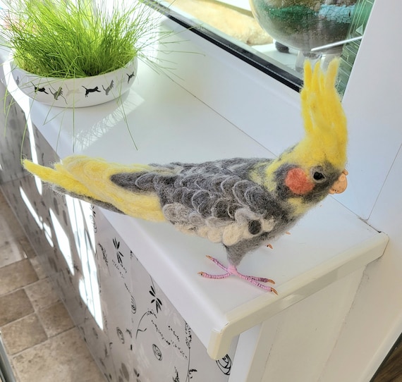 Baby Pearl Cockatiel