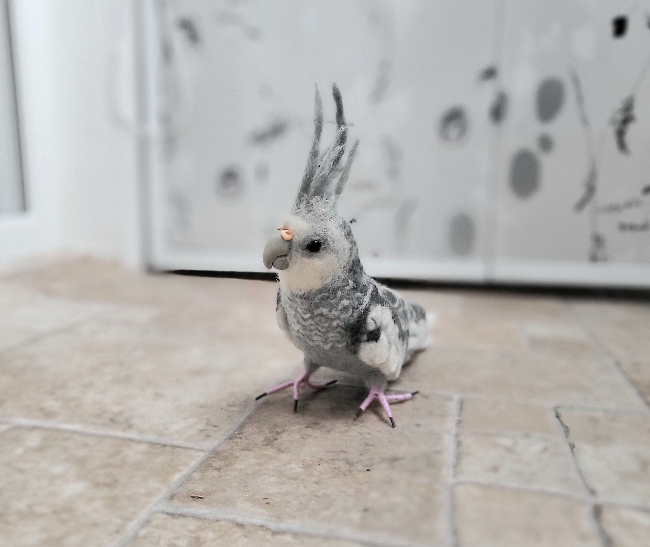 Whiteface Cockatiel Cockatiel Colour Genetics Wikipedia