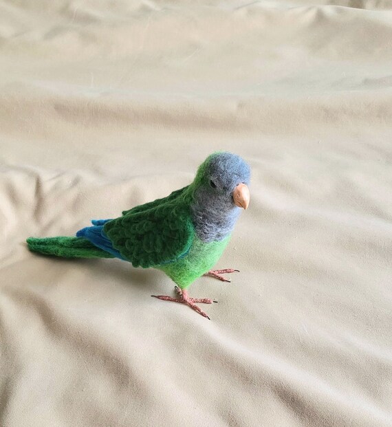 Baby Quaker Parrots