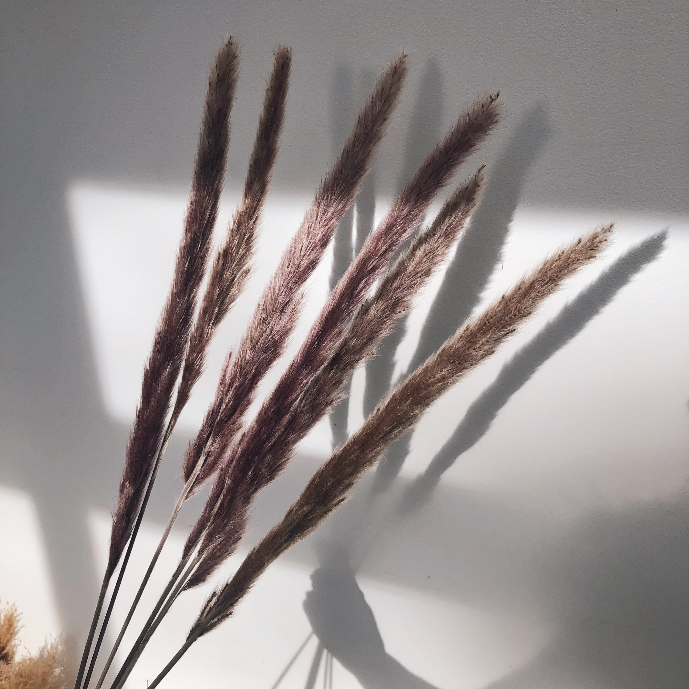 10 X Brown Reed Pampas Grass for Home Decor UK, Gift for Her, Bohemian ...
