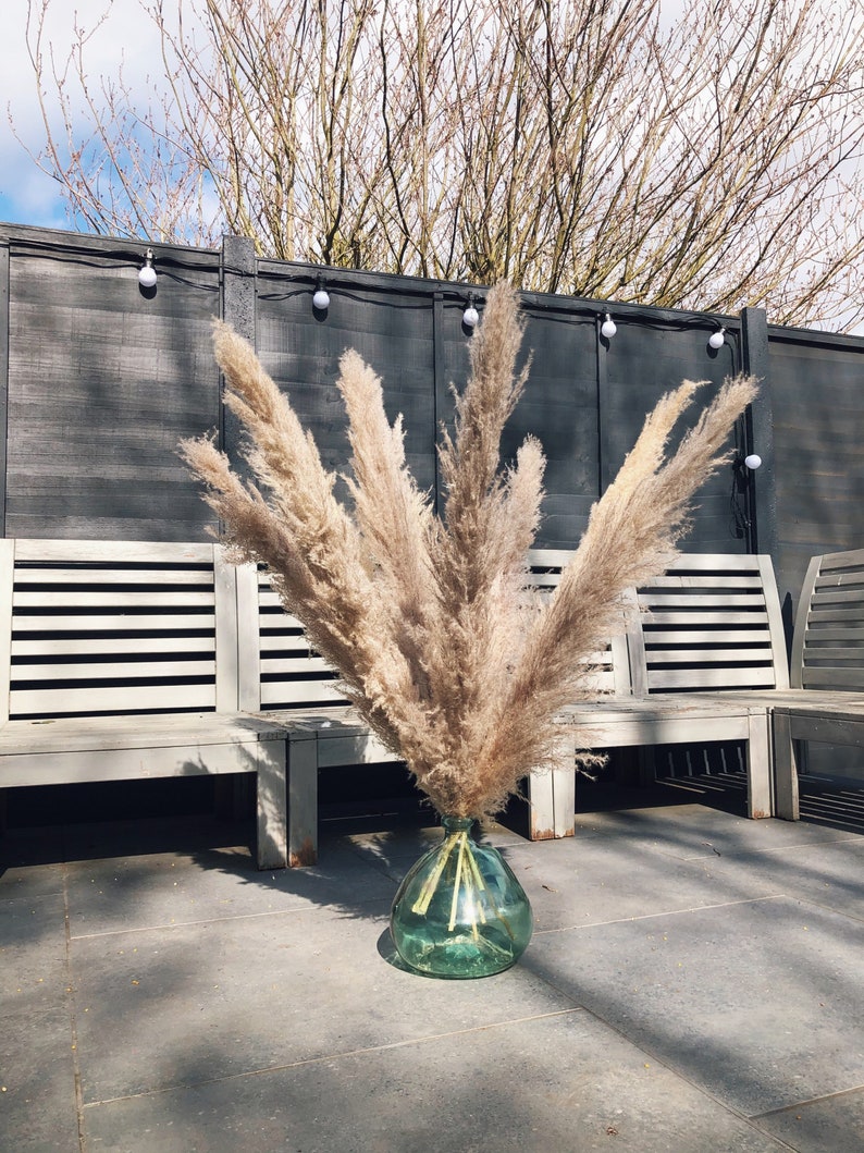 Fluffy Graige Pampas Grass, Grey Pampas, Natural Dried Pampas, Pampas ...