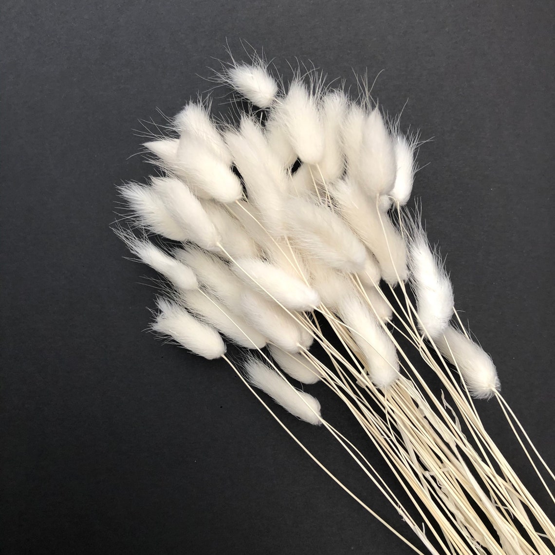 Bleached Bunny Tails Almost White Bunny Tails Pampas Grass | Etsy