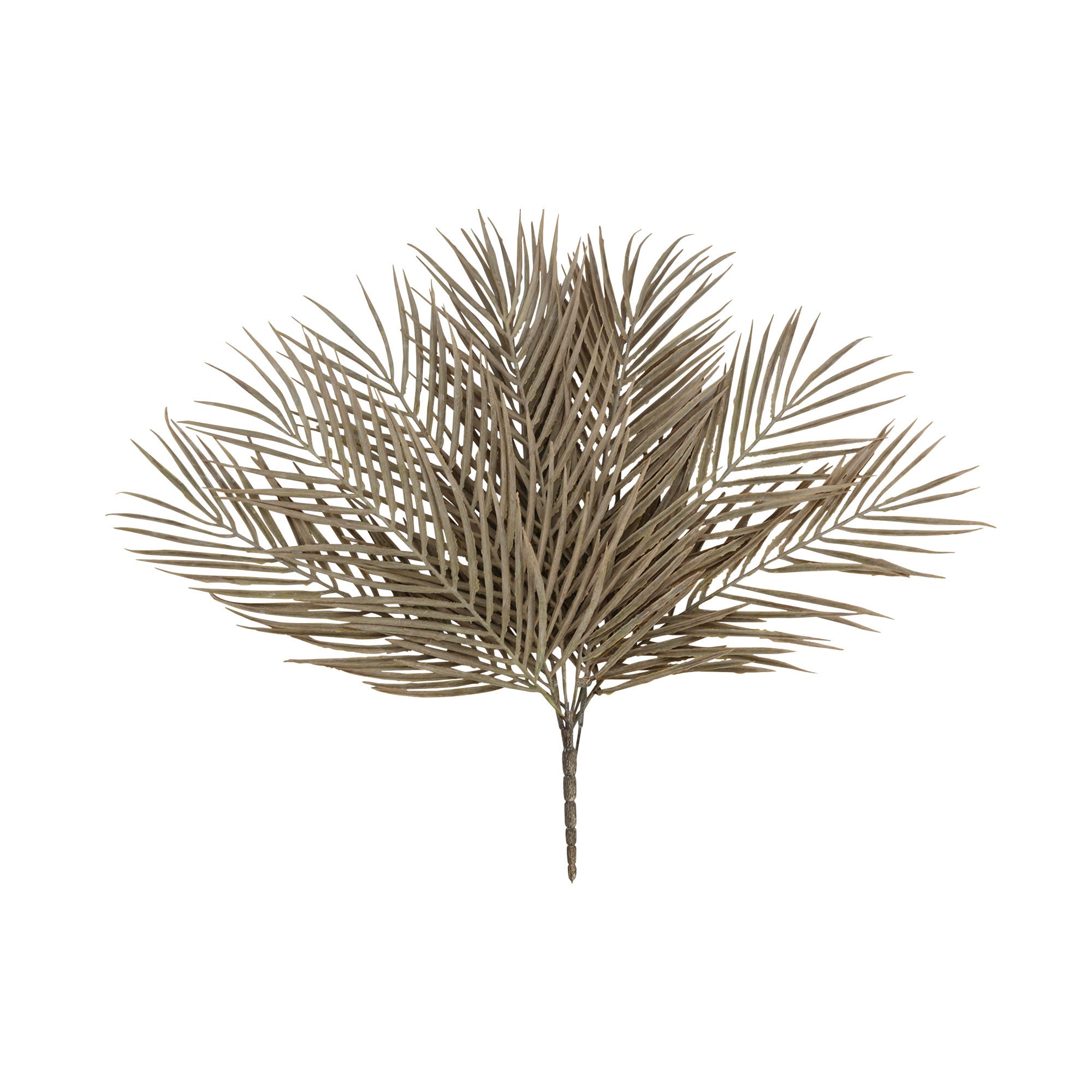 Beige Areca Palm Stem (set of 2) - Etsy