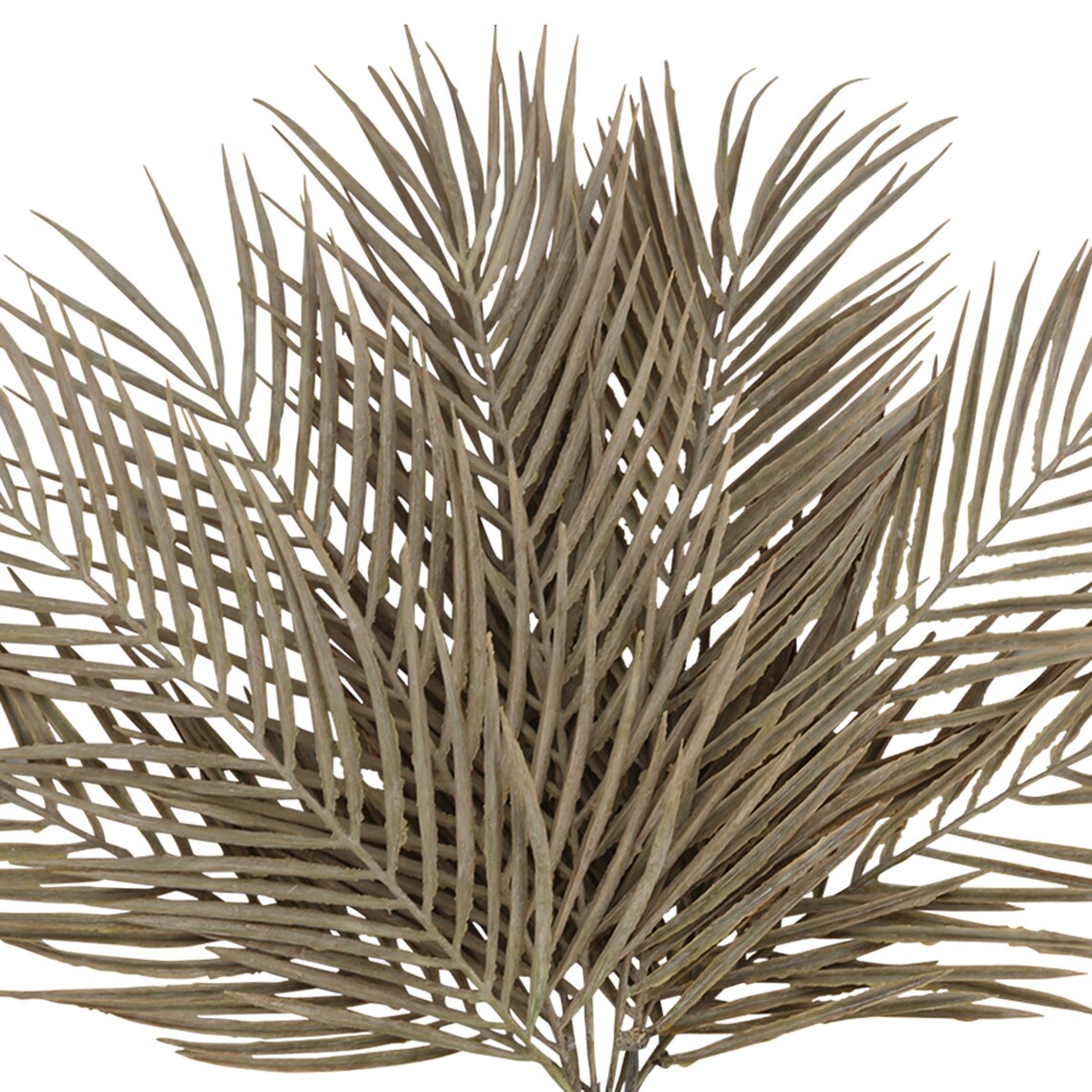 Beige Areca Palm Stem (set of 2) - Etsy