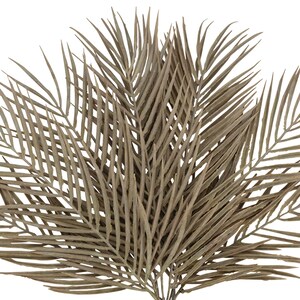 Beige Areca Palm Stem set of 2 - Etsy