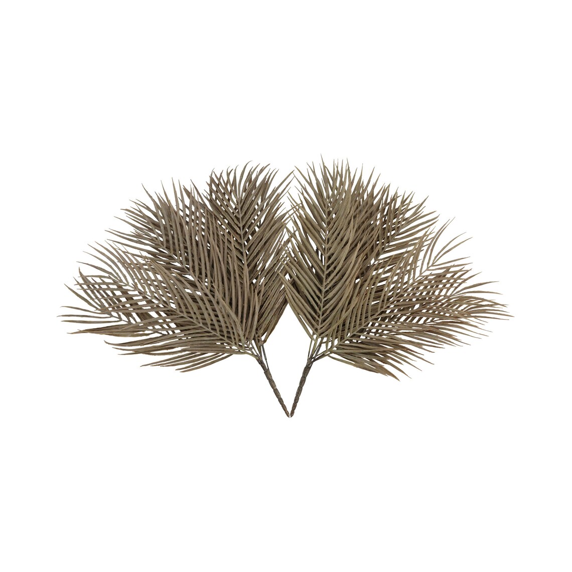 Beige Areca Palm Stem set of 2 - Etsy