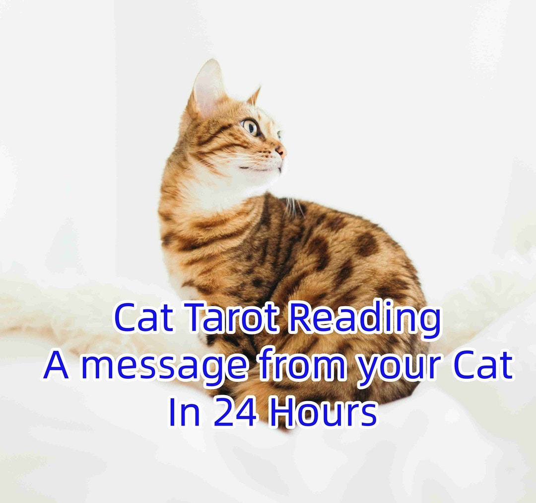 Cat Psychic Reading, Cat Tarot Reading, Cat Oracle Reading, Psychic Cat ...