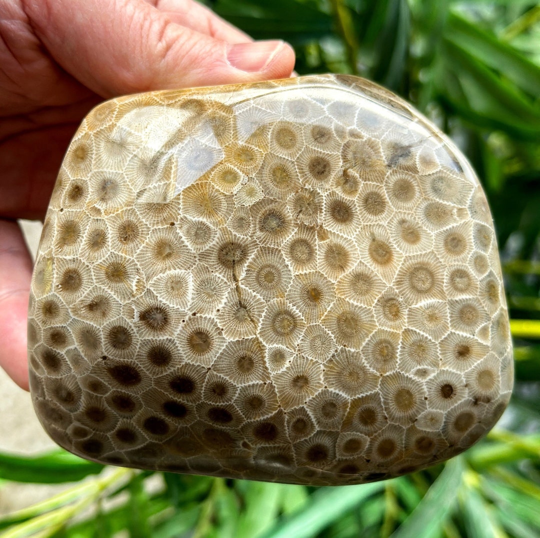 Large Gorgeous Polished Petoskey Stone 490 Charlevoix Coral Fossil Pure ...