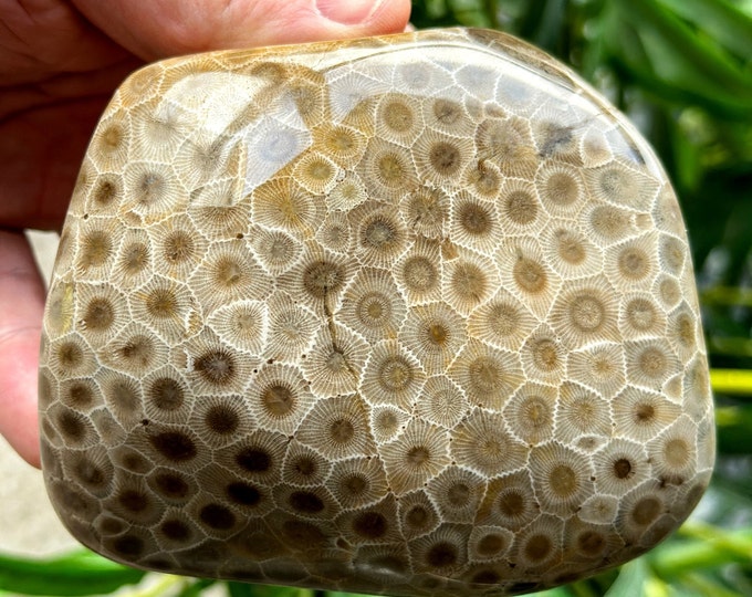 Large Gorgeous Polished Petoskey Stone #490 Charlevoix Coral Fossil ...