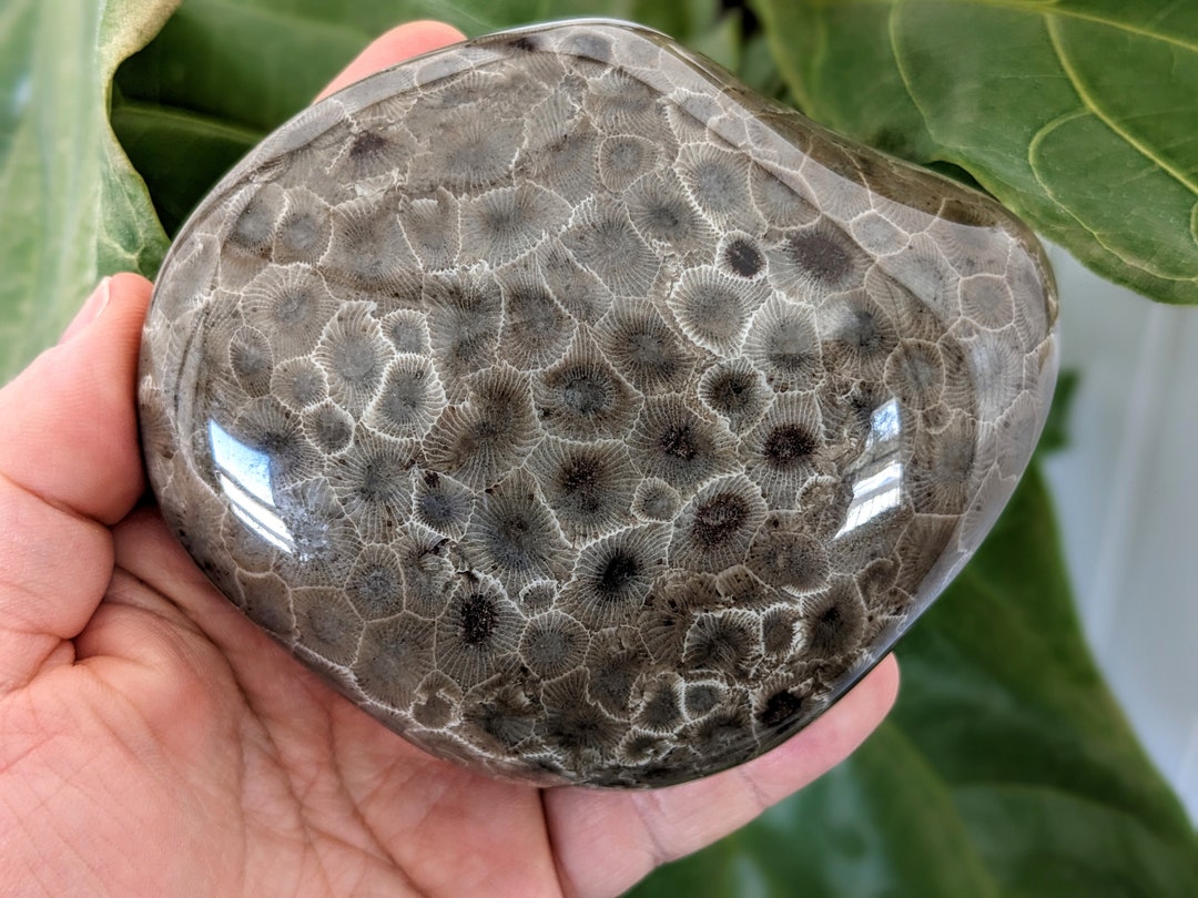 LARGE Beautiful Polished Petoskey Stone 464 Charlevoix Coral Fossil ...