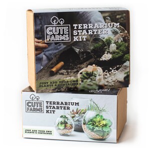 Terrarium Starter Kit DIY - Great Gift - Etsy