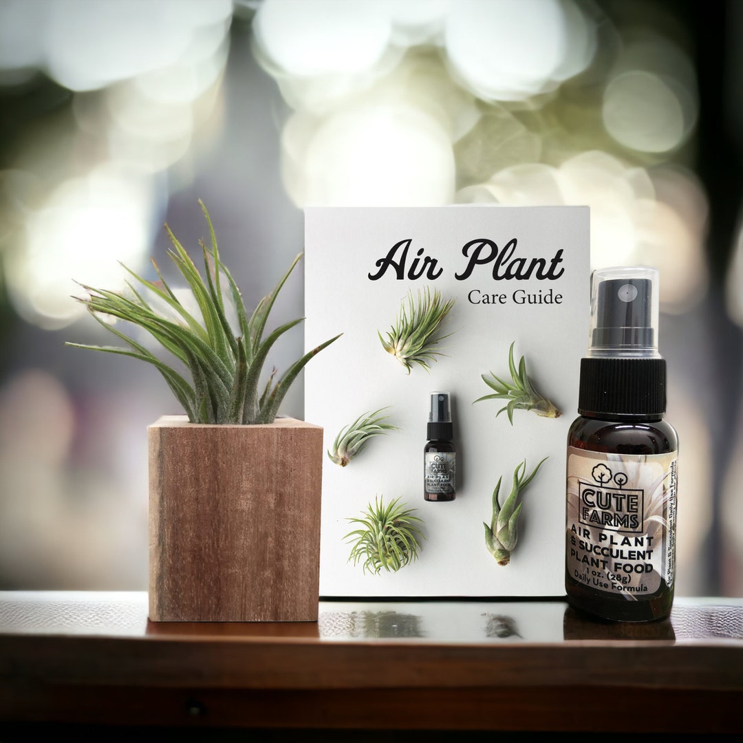 Air Plant and Succulent Wooden Pot With Air Plant, Air Plant Fertilizer ...