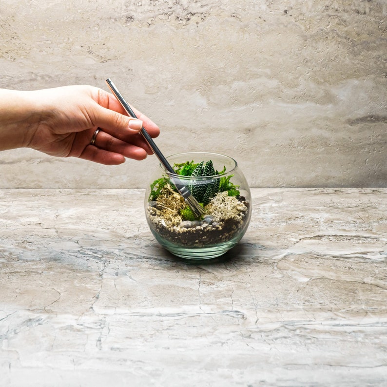 Small Terrarium Starter Kit - Etsy