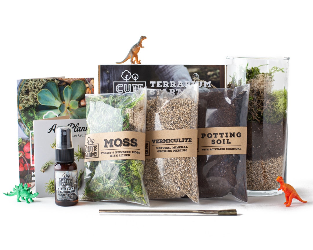 Terrarium Starter Kit DIY With Clear Glass Cylinder Vases - Etsy