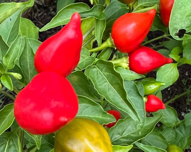 RedHotSeeds - Etsy Canada