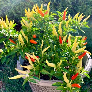 Basket of Fire Hot Pepper Seeds Organic - Etsy Canada