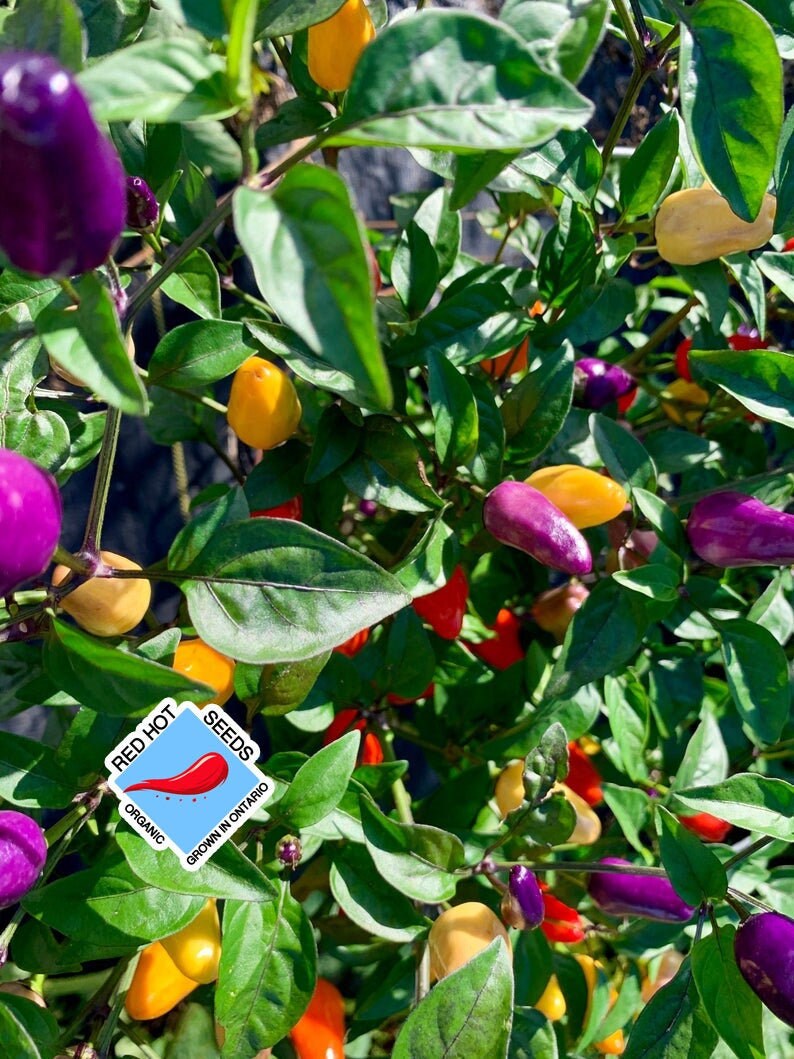 Rare Chinese 5 Colour Pepper Seeds Organic | Etsy