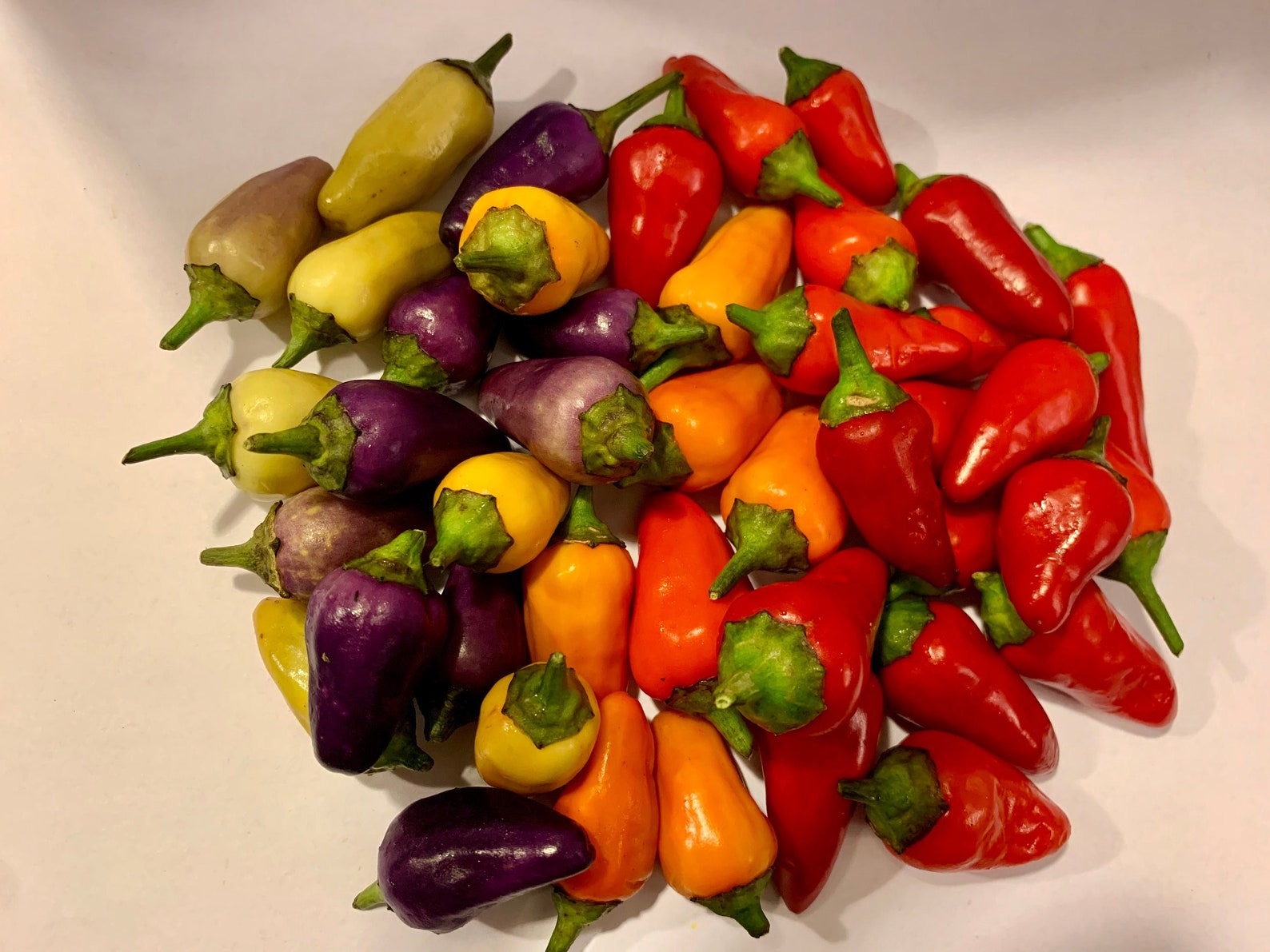 Rare Chinese 5 Colour Pepper Seeds Organic - Etsy Canada