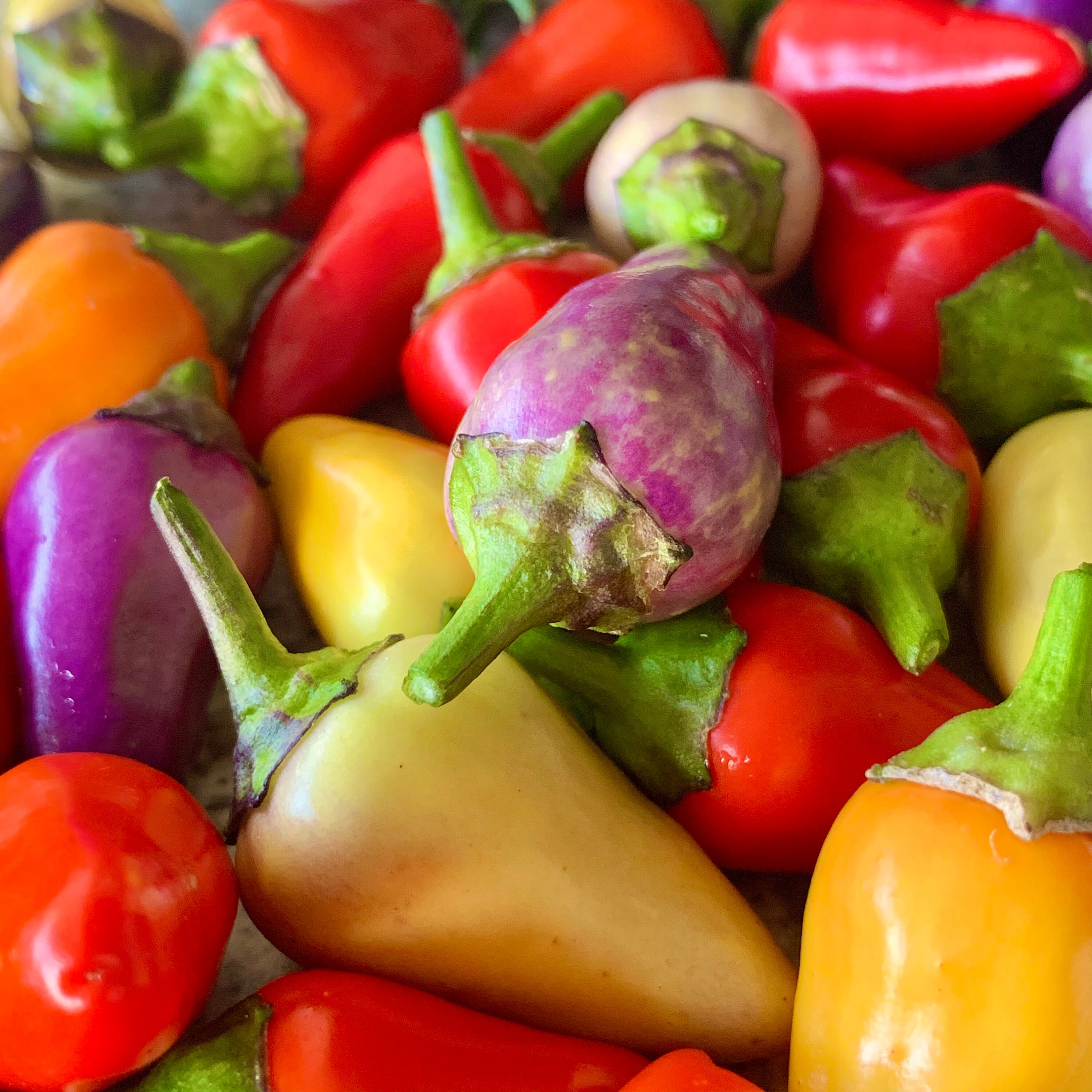 Rare Chinese 5 Colour Pepper Seeds Organic | Etsy