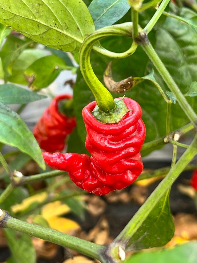 RedHotSeeds - Etsy Canada