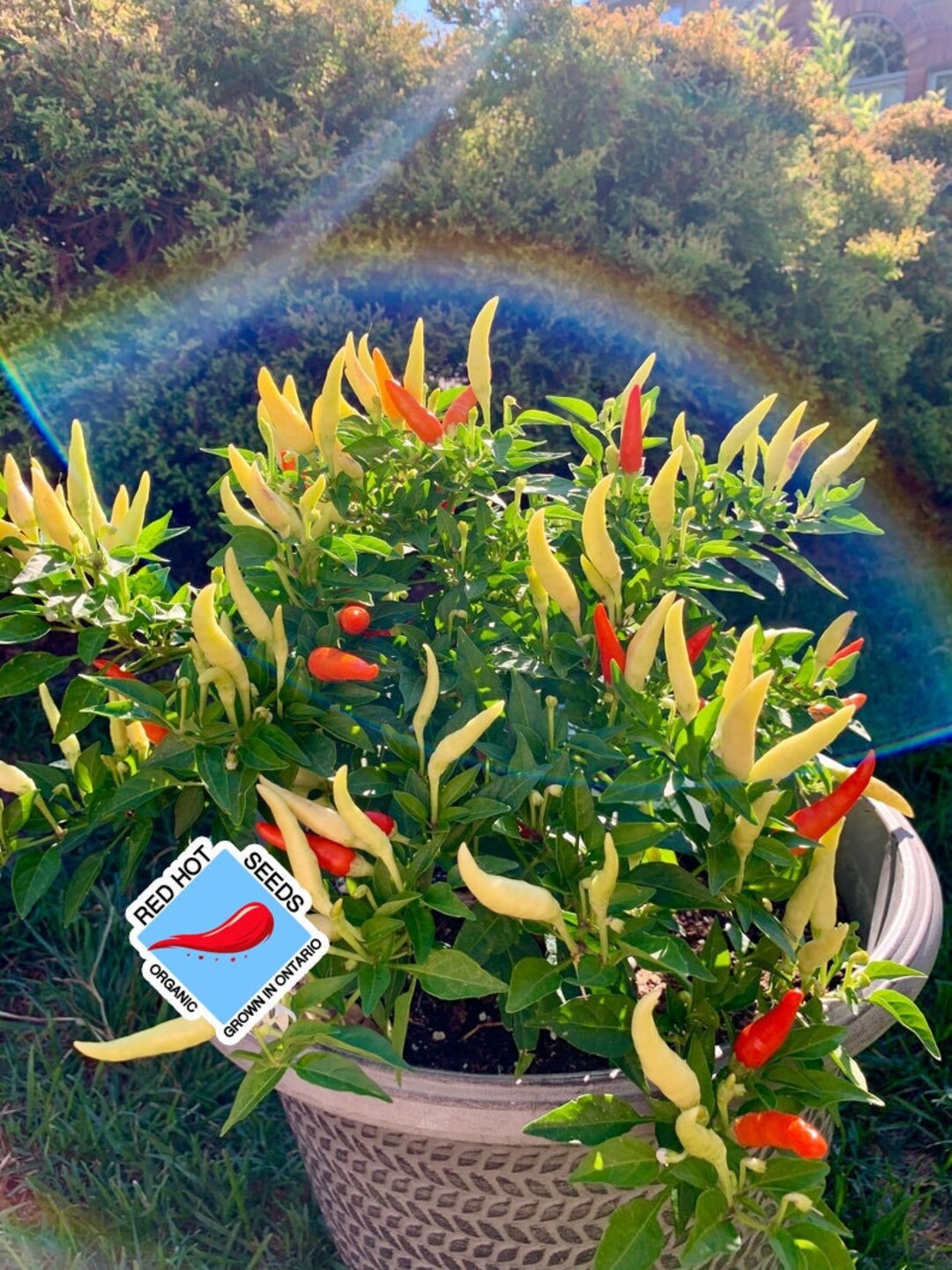 Basket of Fire Hot Pepper Seeds Organic - Etsy Canada
