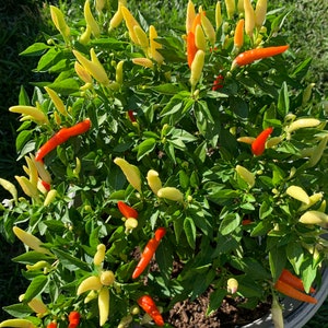 Basket of Fire Hot Pepper Seeds Organic - Etsy Canada