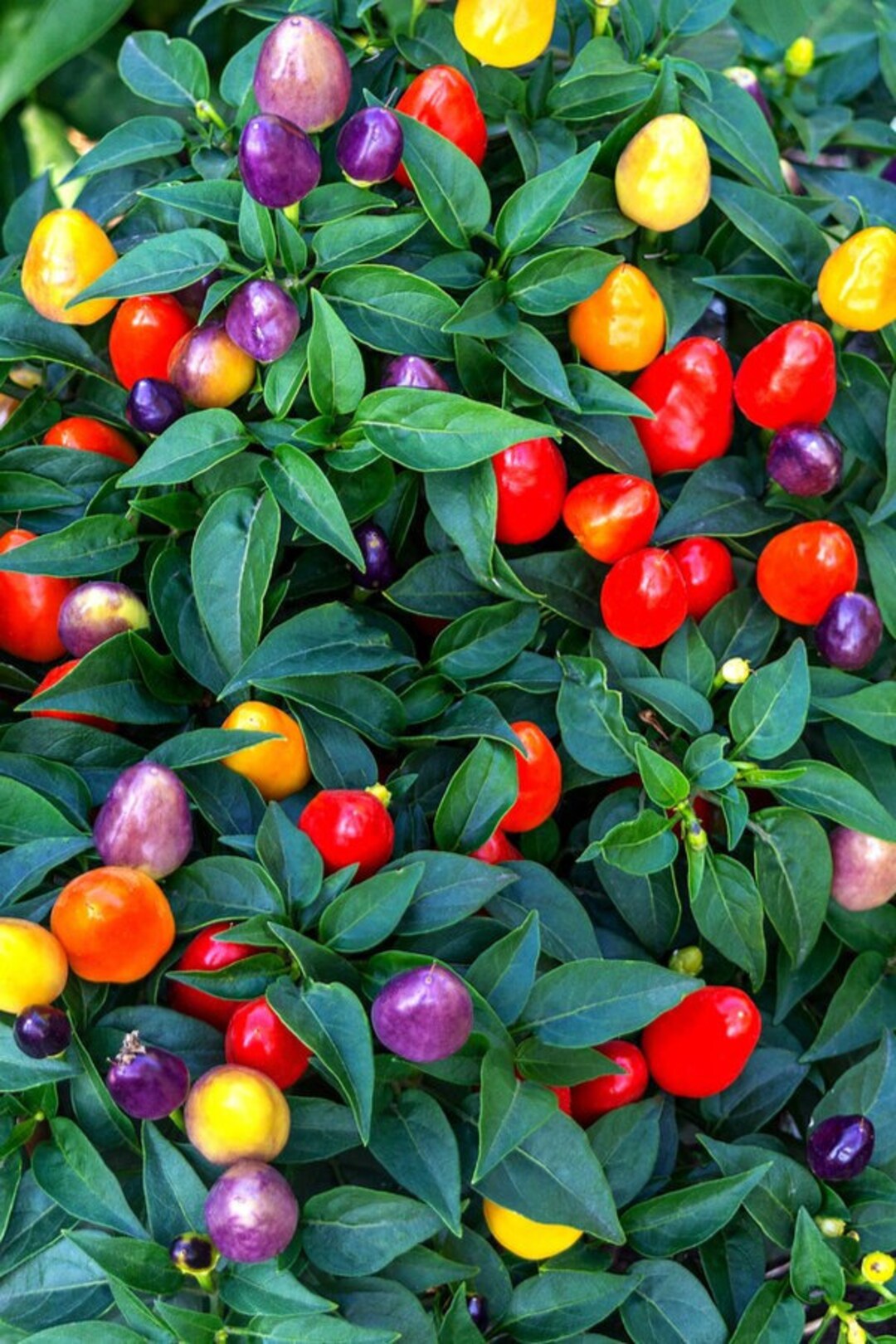 Rare Chinese 5 Colour Pepper Seeds , Organic - Etsy Canada