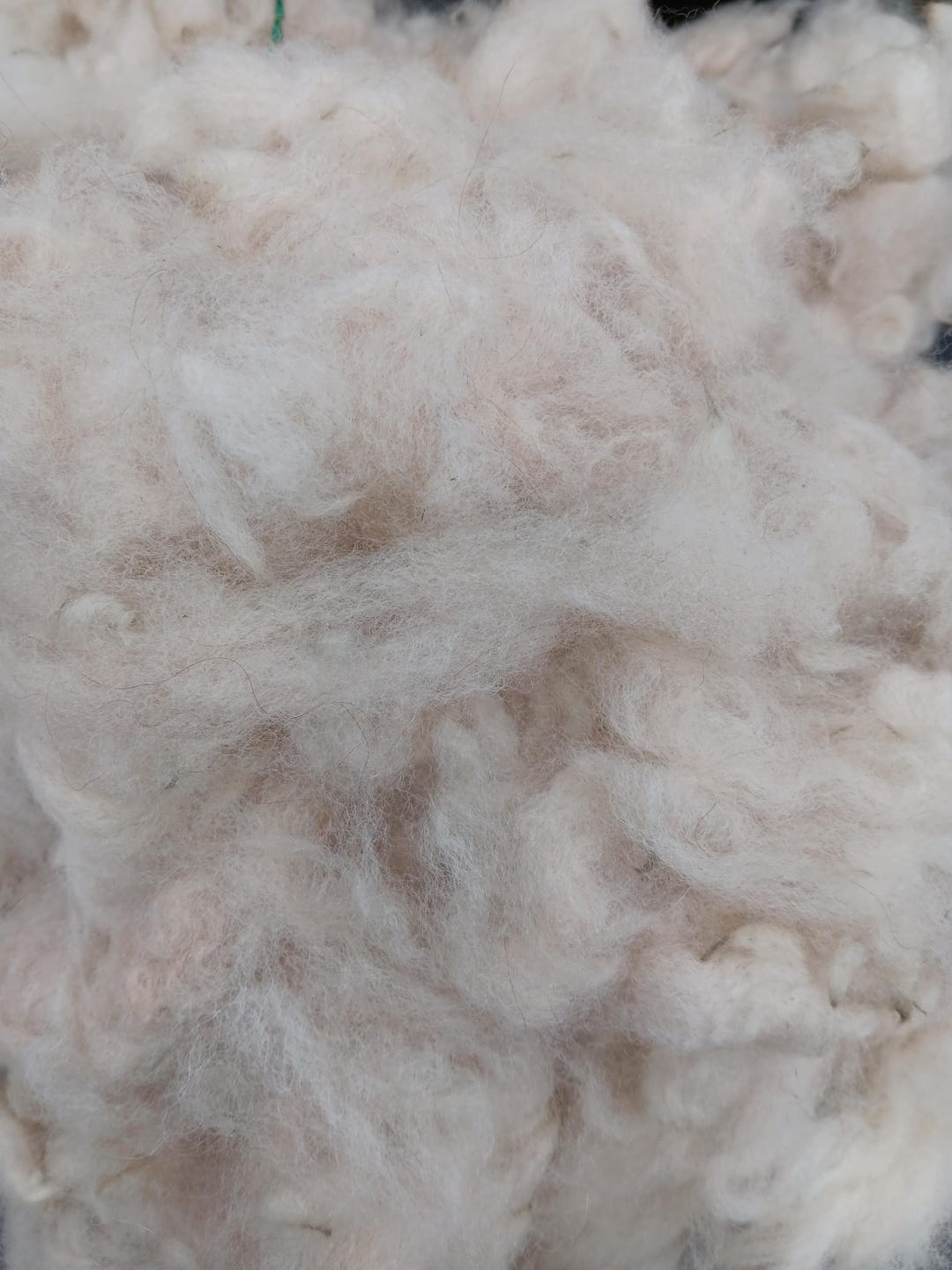 Creamy White Huacaya Alpaca Fiber: Washed Raw Fleece for Spinning ...