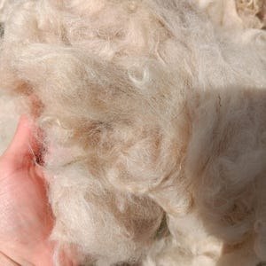 So Beautiful and Soft! Washed / Unprocessed Creamy White Huacaya Alpaca ...