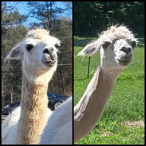 So Beautiful and Soft! Washed / Unprocessed Creamy White Huacaya Alpaca ...