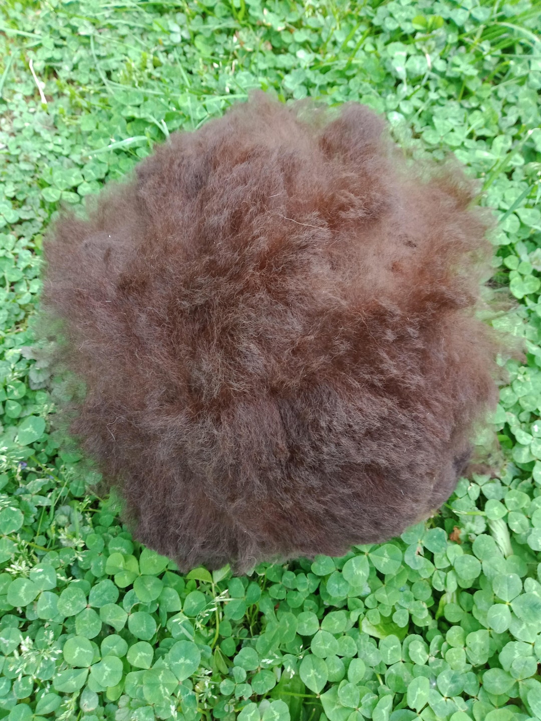 Raw / Unwashed / Unprocessed Dark Brown Huacaya Alpaca Fiber by the ...