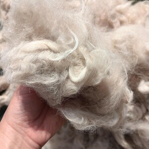 So Beautiful and Soft! Washed / Unprocessed Creamy White Huacaya Alpaca ...