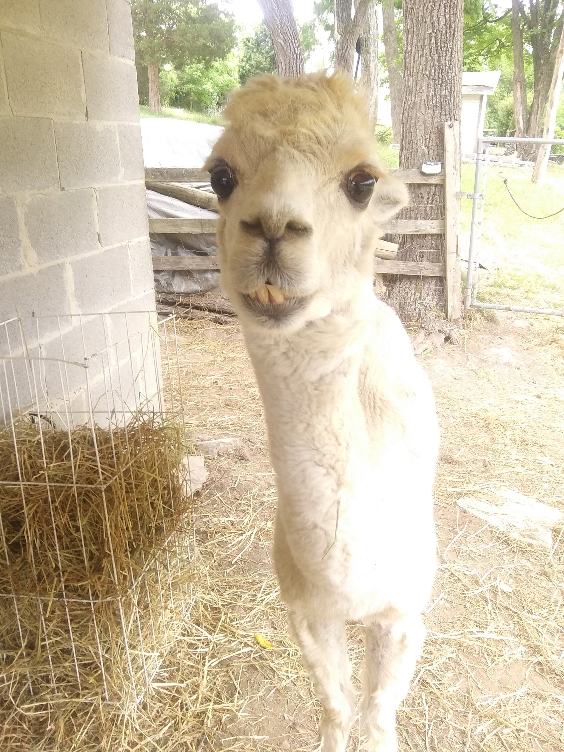 Organic black Gold Alpaca Tea Plant Fertilizer - Etsy