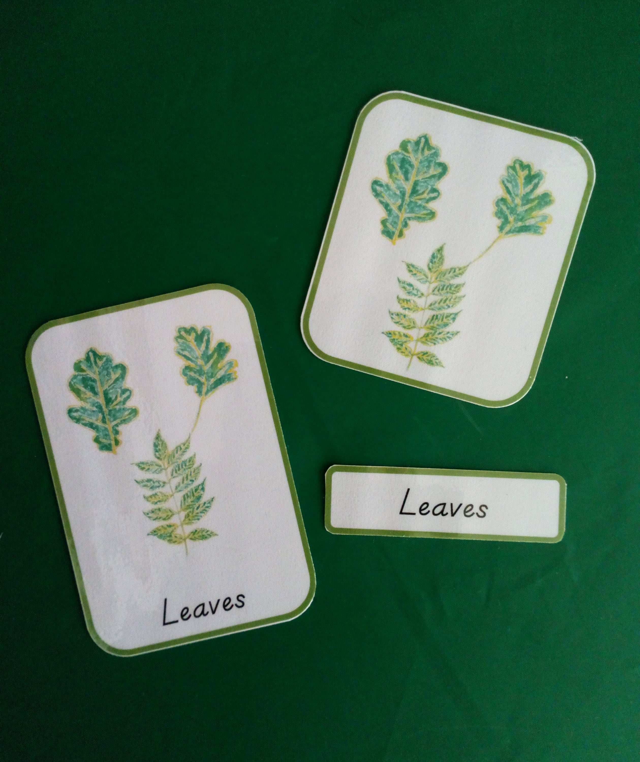 PRINTABLE Leaf Nomenclature Cards Leaf 3 Part Cards Tree | Etsy New Zealand
