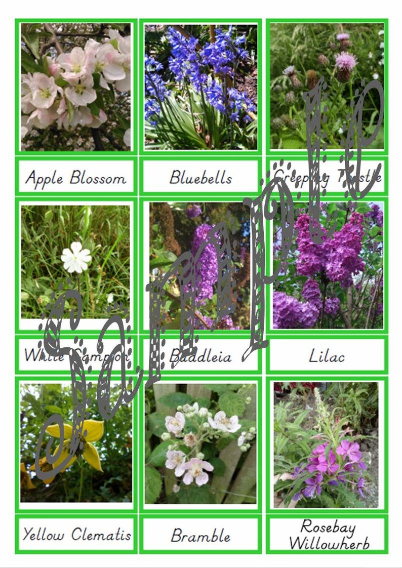 Flores IMPRIMIBLES Tarjetas de 3 partes, 27 tarjetas de nomenclatura ...