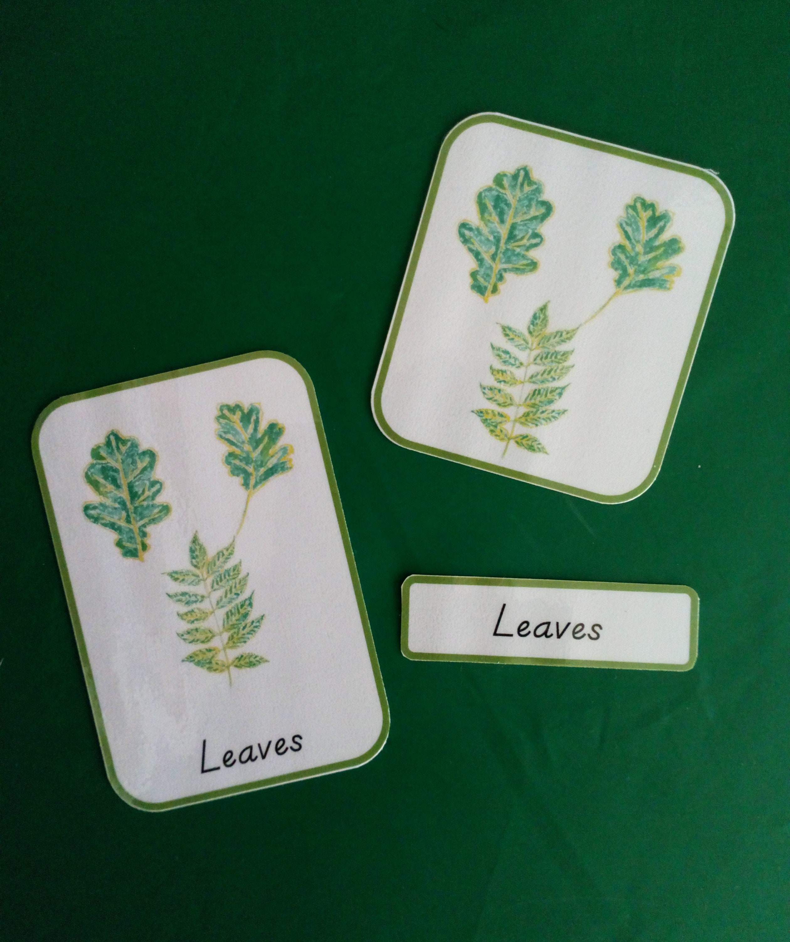 Tree Leaf 3 Part Cards Leaf Nomenclature Cards Tree - Etsy