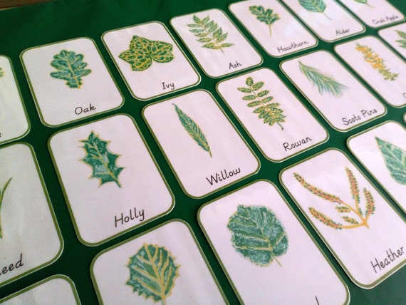 Tree Leaf 3 Part Cards Leaf Nomenclature Cards Tree - Etsy