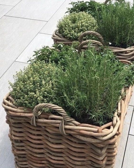 Rattan plant basket store