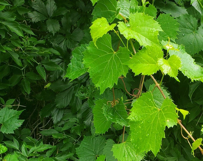 Organic Wild Grape Leaves, Cooking Grape Leaves, Dolmas Wraps, Grape ...