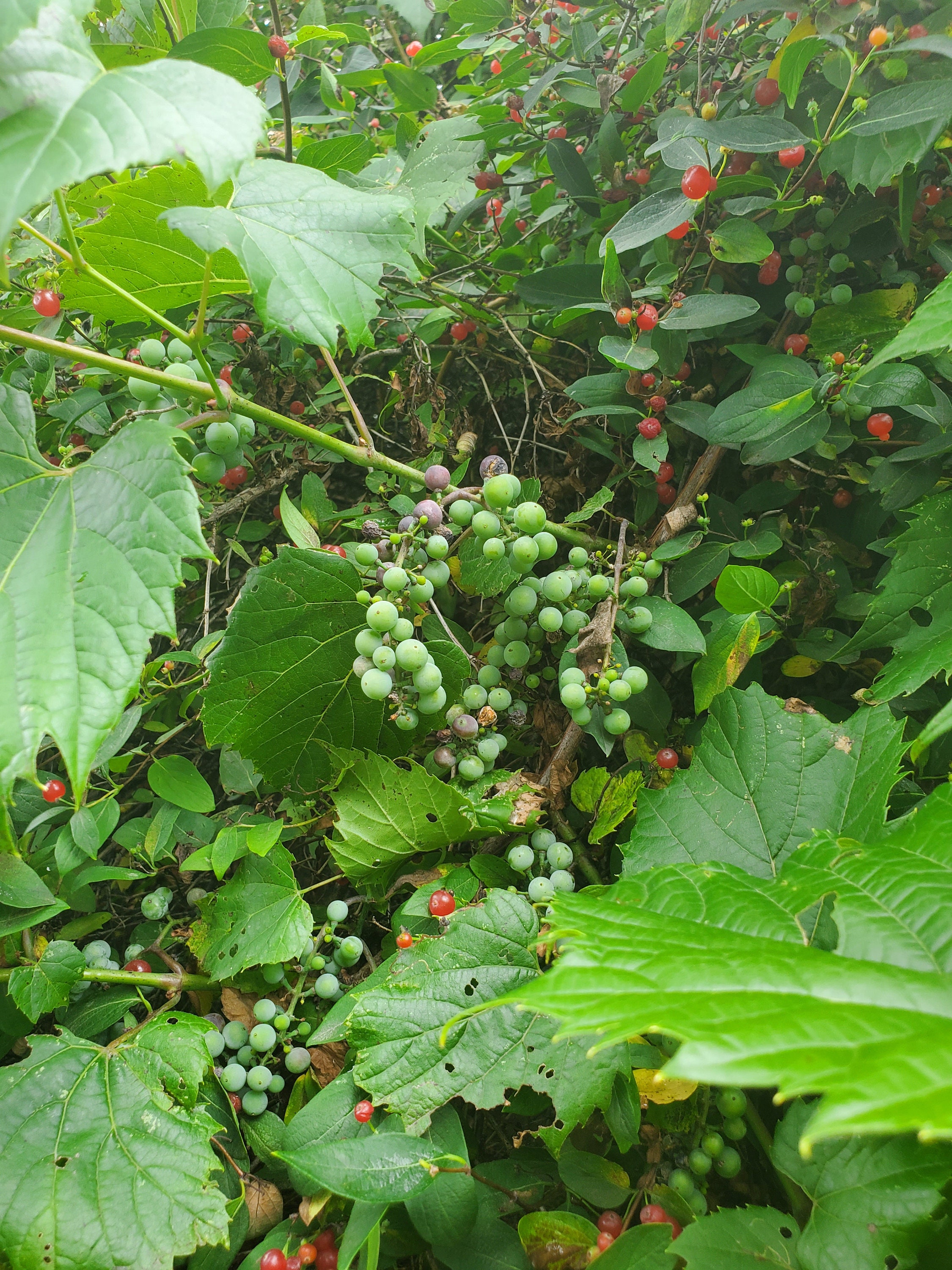 Organic Wild Grape Leaves, Cooking Grape Leaves, Dolmas Wraps, Grape ...