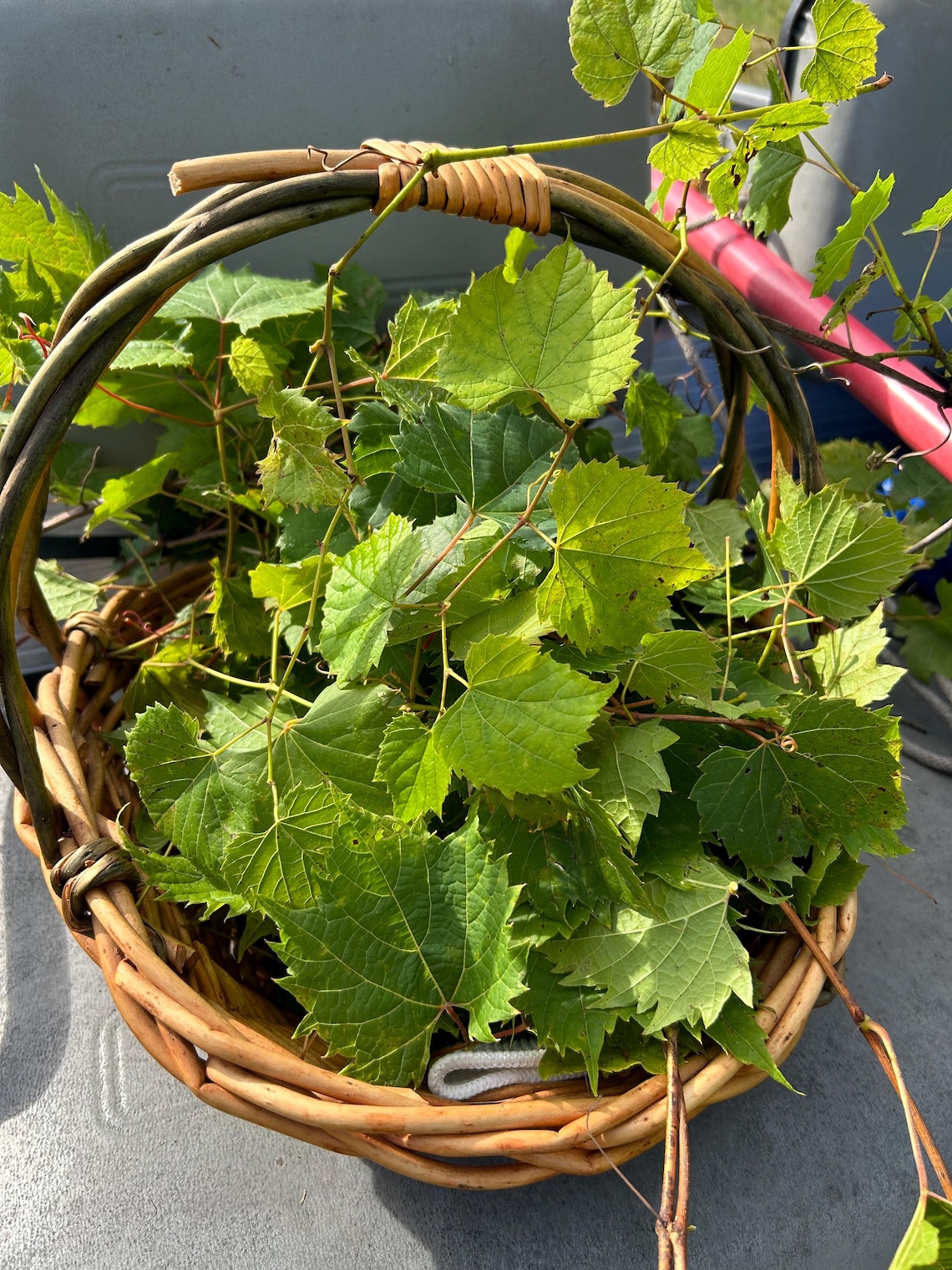 Organic Wild Grape Leaves, Cooking Grape Leaves, Dolmas Wraps, Grape ...