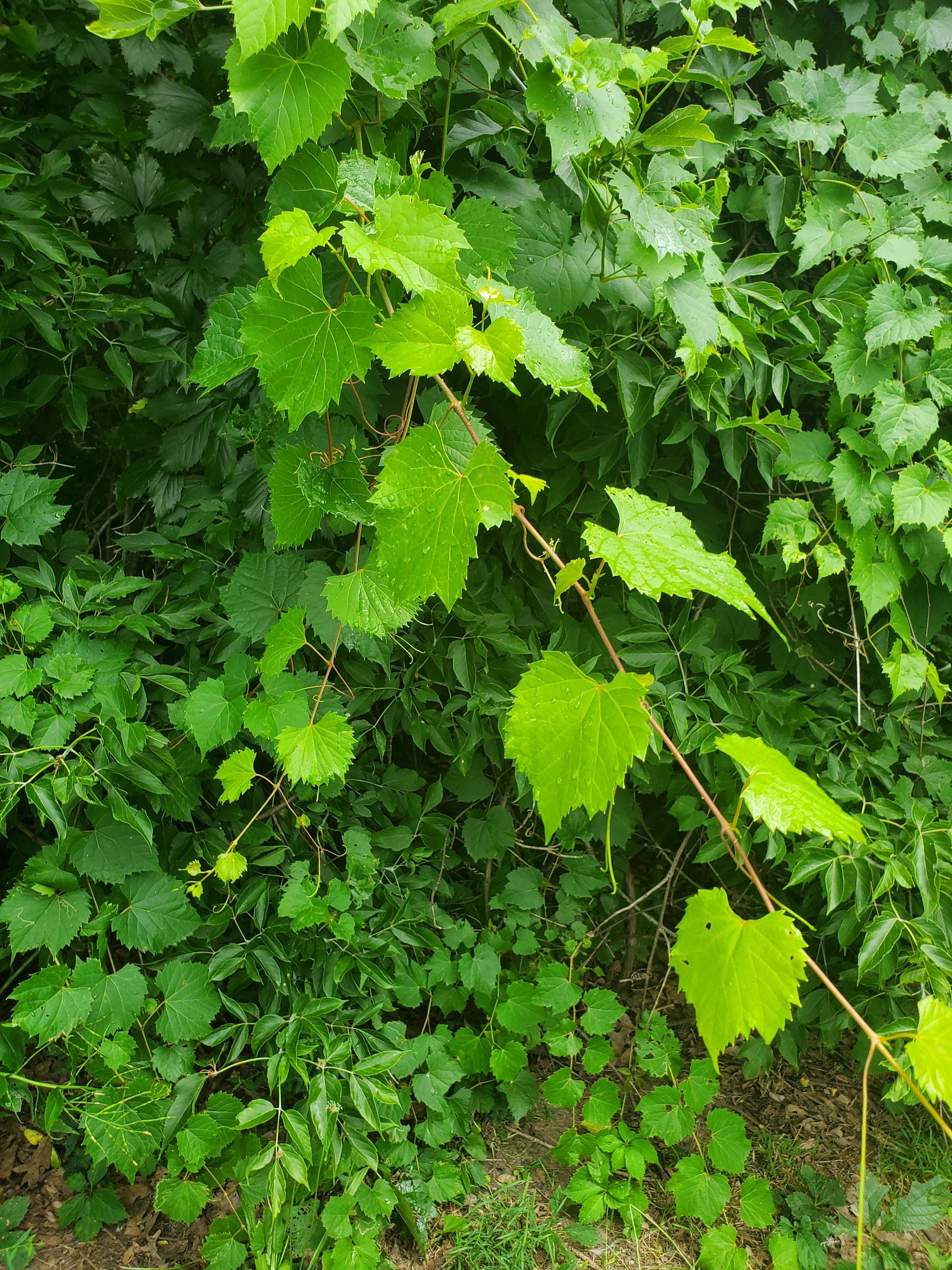 Organic Wild Grape Leaves, Cooking Grape Leaves, Dolmas Wraps, Grape ...