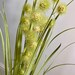 Pom Pom Grass green Floor or Table Decor - Etsy UK