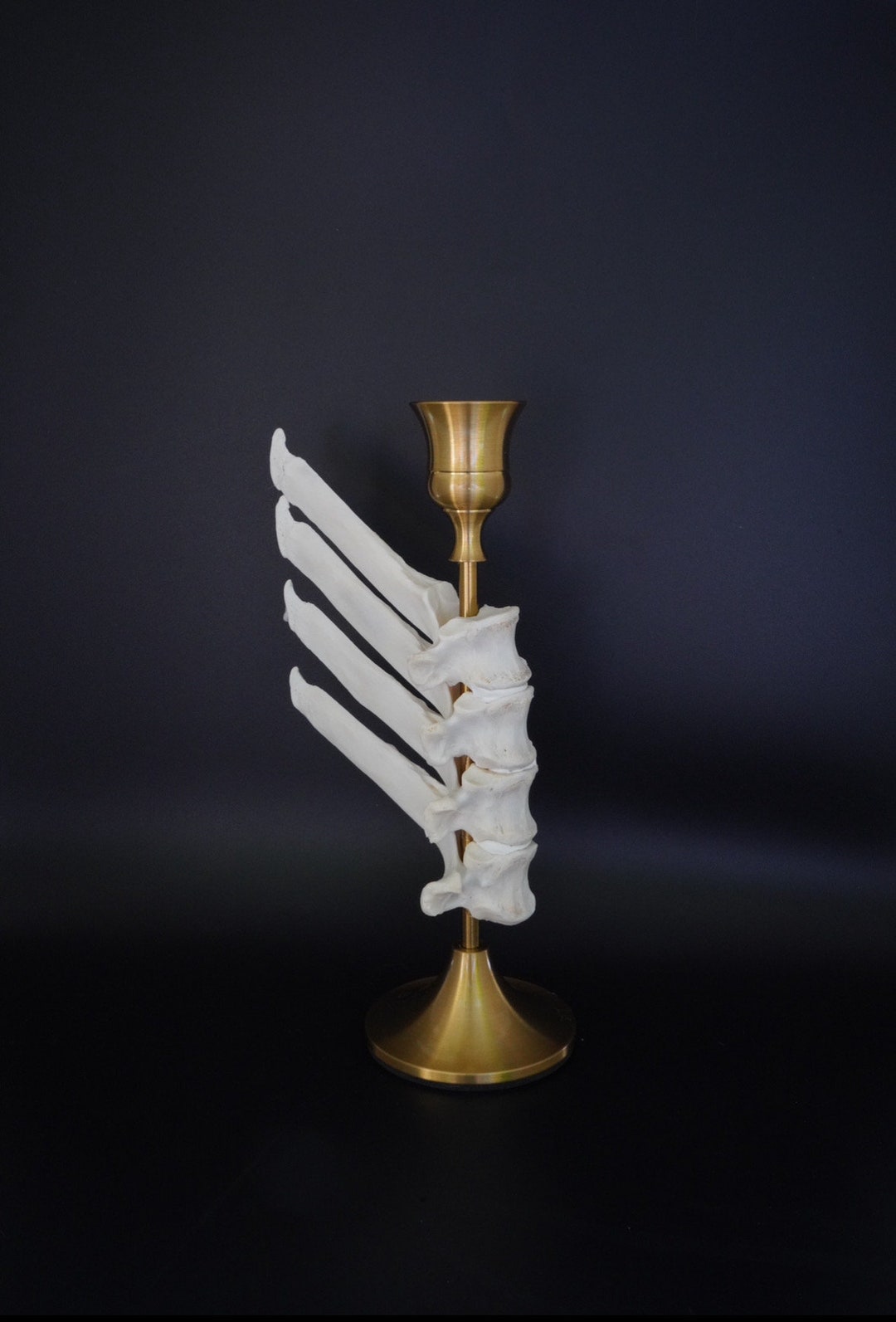Goat Spine Candlestick Genuine Bone Vertebrae Brass Gold Candle Holder ...